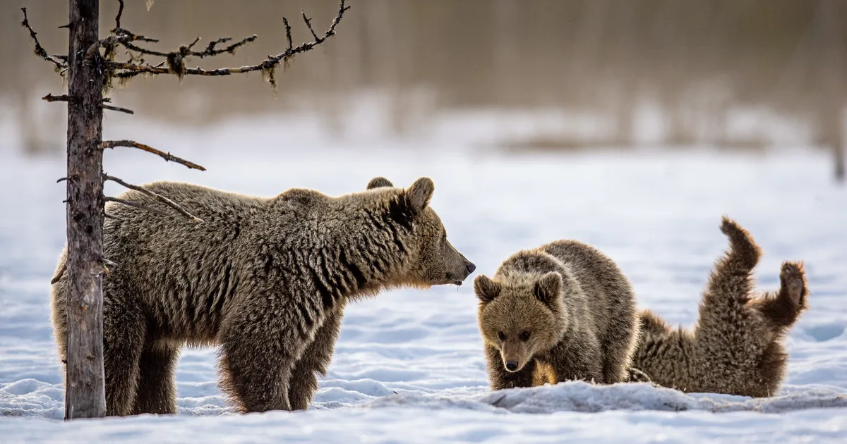 Esimestel emaskarudel pojad pesas