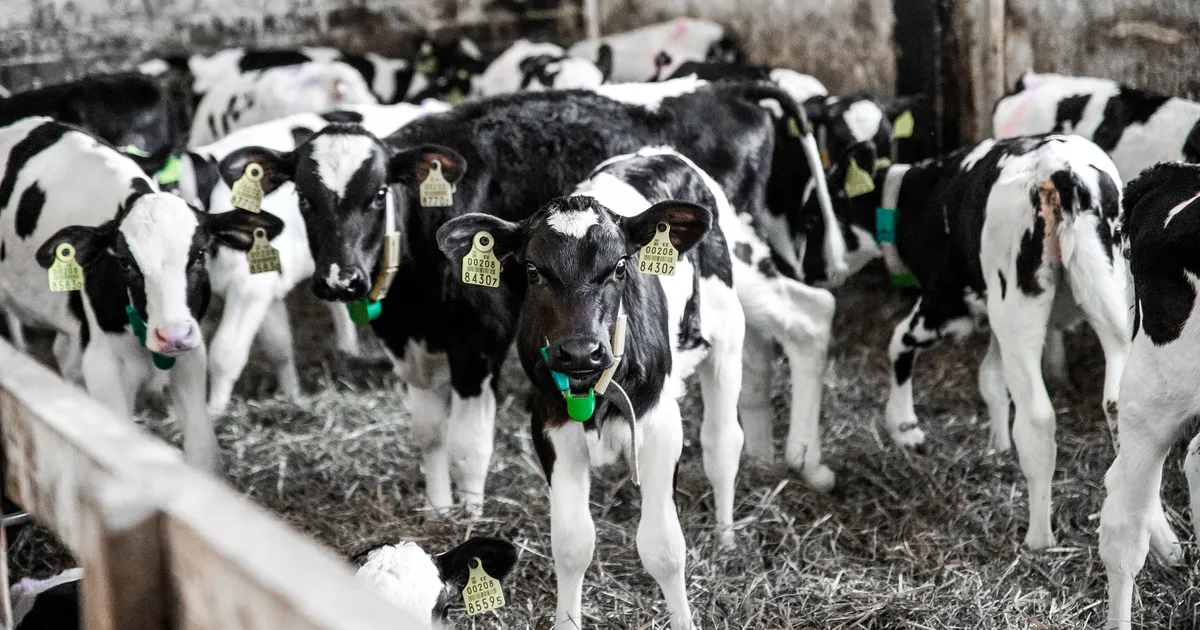 Hundid murdsid Pärnumaa farmis äsjasündinud vasika
