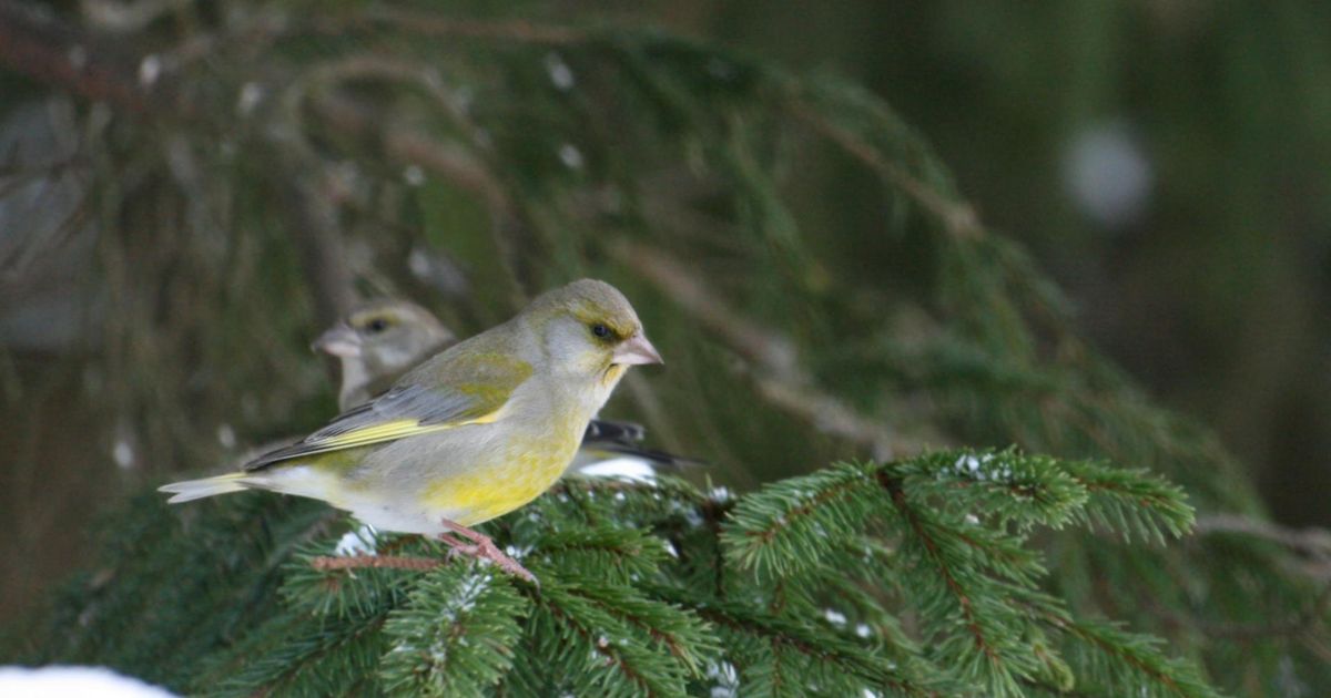 Nädala lind: rohevint