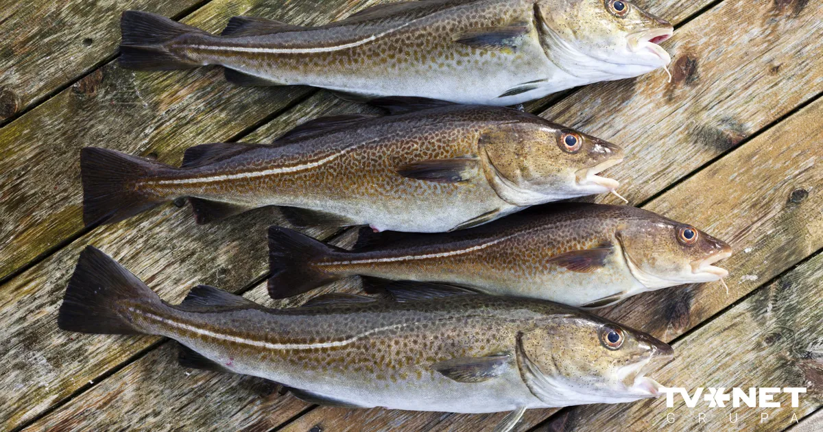 Latvijai tiek mencas: ES piešķir proporcionālas mencu zvejas iespējas ...