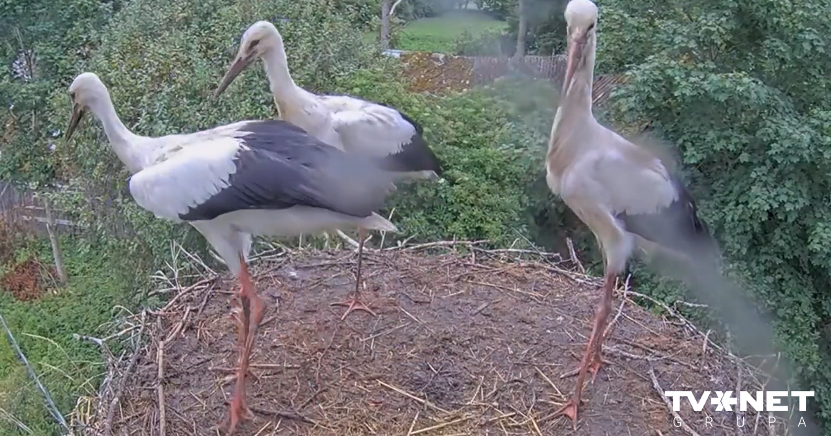 VIDEO Balto stārķu mazulis pirmo reizi pamet ligzdu