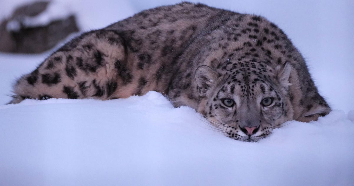 NÄDALA LOOMAAED Lumeleopardipoiss pelgab teiste silme ees pruudiga ...