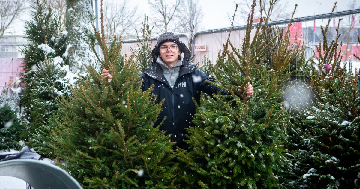 Oh, kuusepuu, mis maksad sa?