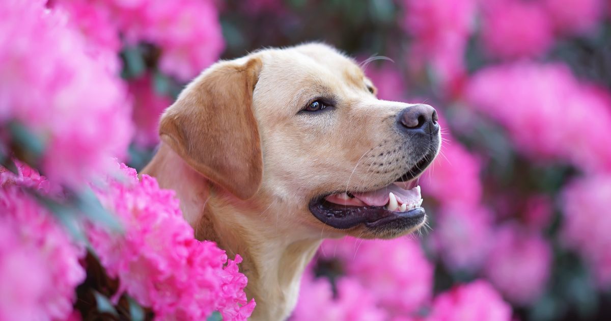 ÜLLATAV See tõug napsas labradori retriiverilt kõige populaarsema ...