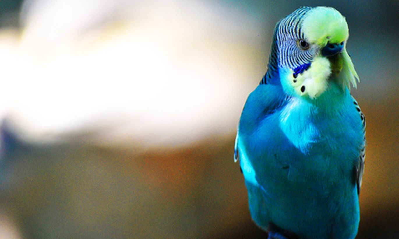 Pazudis runājošs papagailis nosauc savu māju adresi - Dzīvnieki - Daba ...