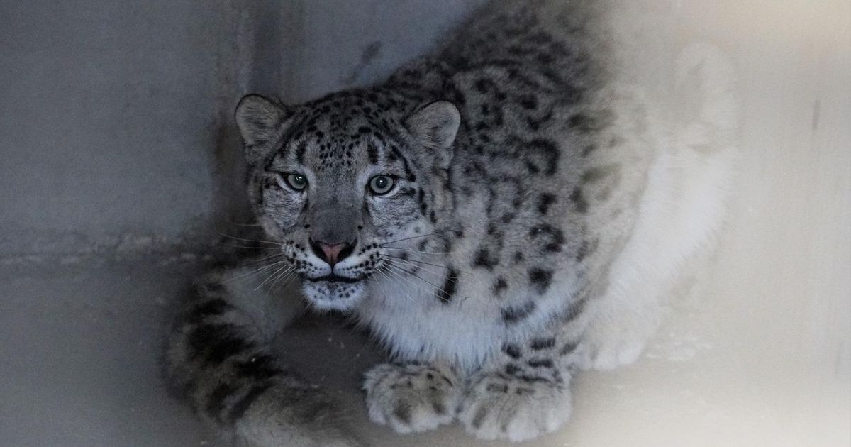 NÄDALA LOOMAAED Uus lumeleopard saabus pühade ettevalmistusajal