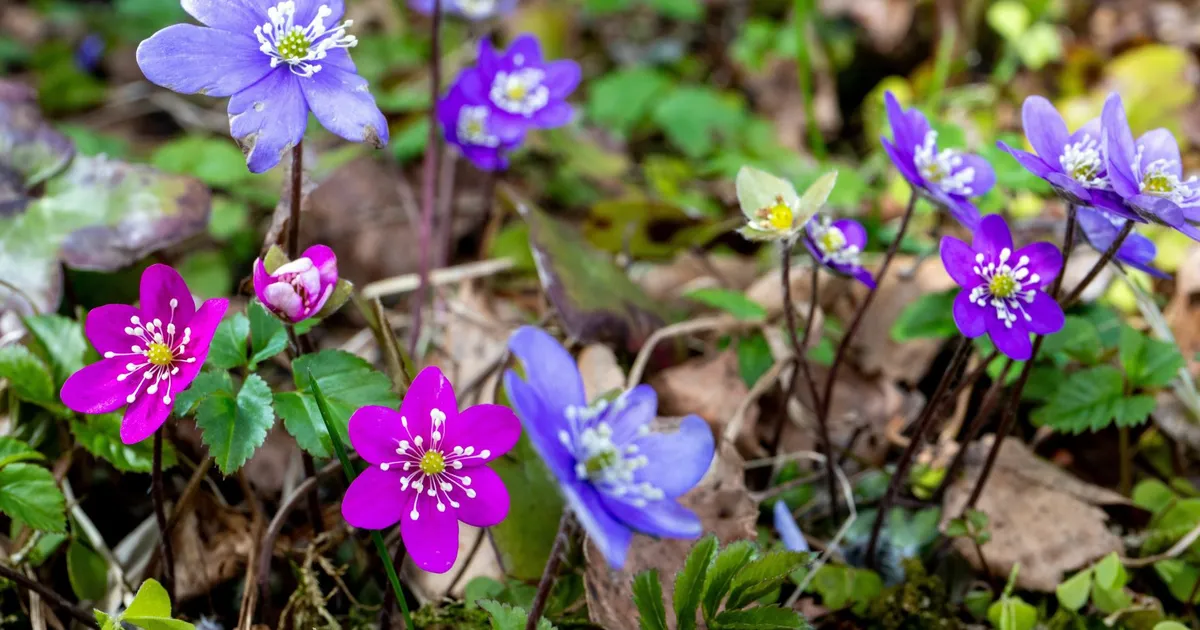GALERII Vaadake, milliseid kevade märke leidub looduses