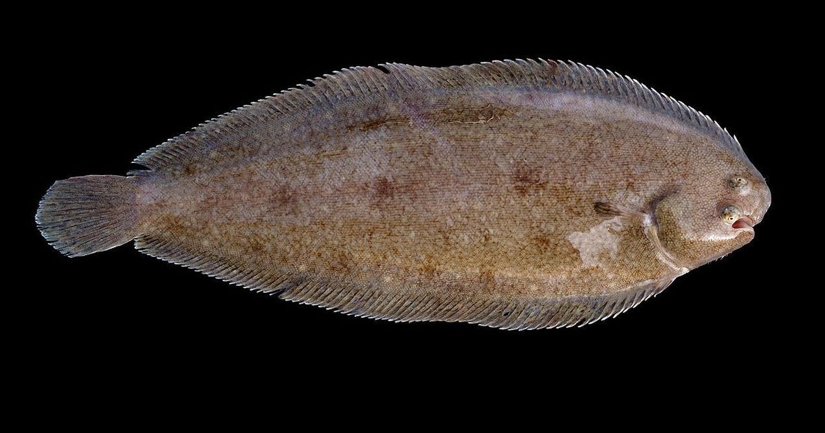 Kalamees oleks talle suhu hüpanud saagi tõttu võinud lämbuda