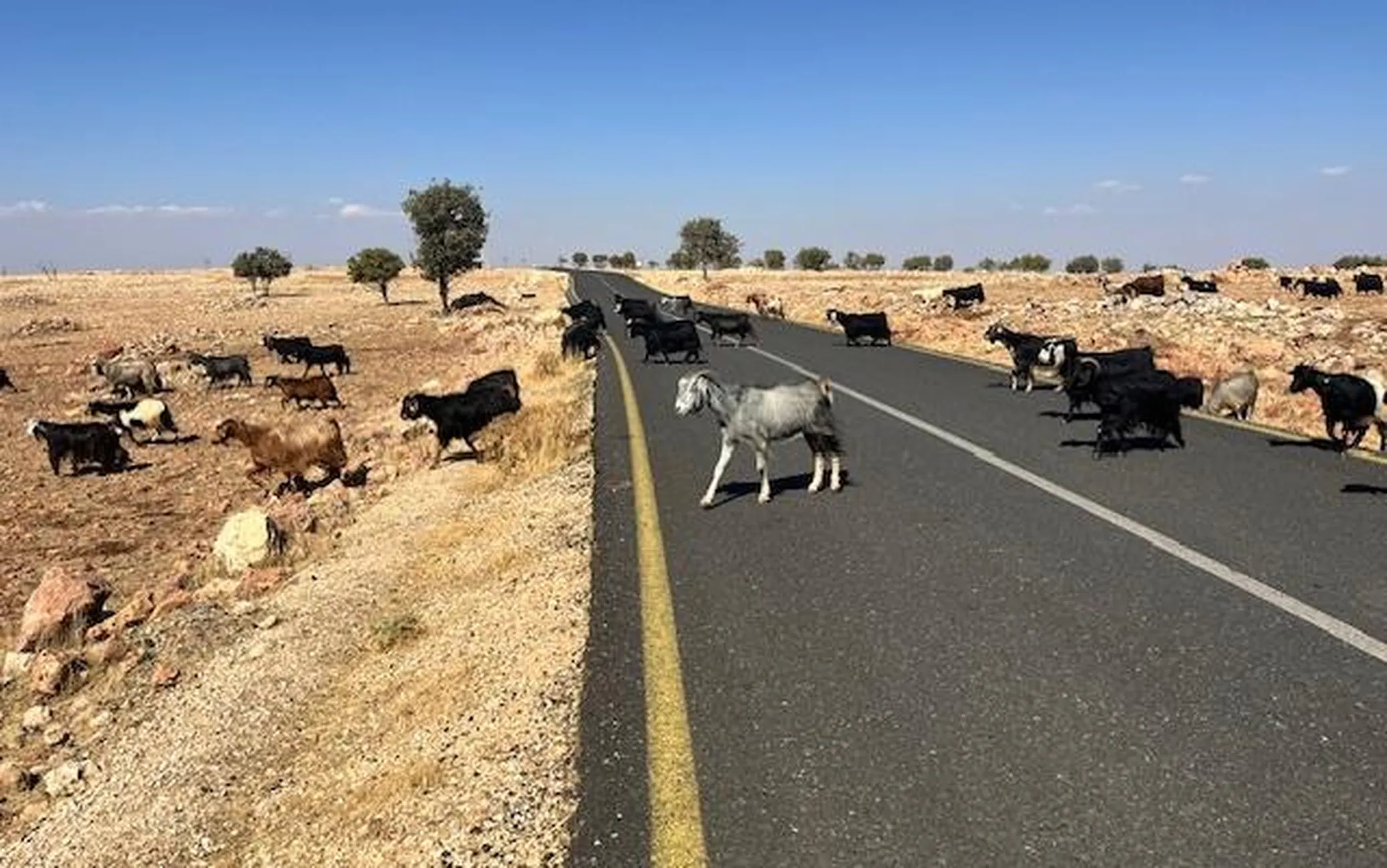 PALMIPUU PALMI ALL Kitsekarjus näitas midagi, mida ma näha poleks tahtnud