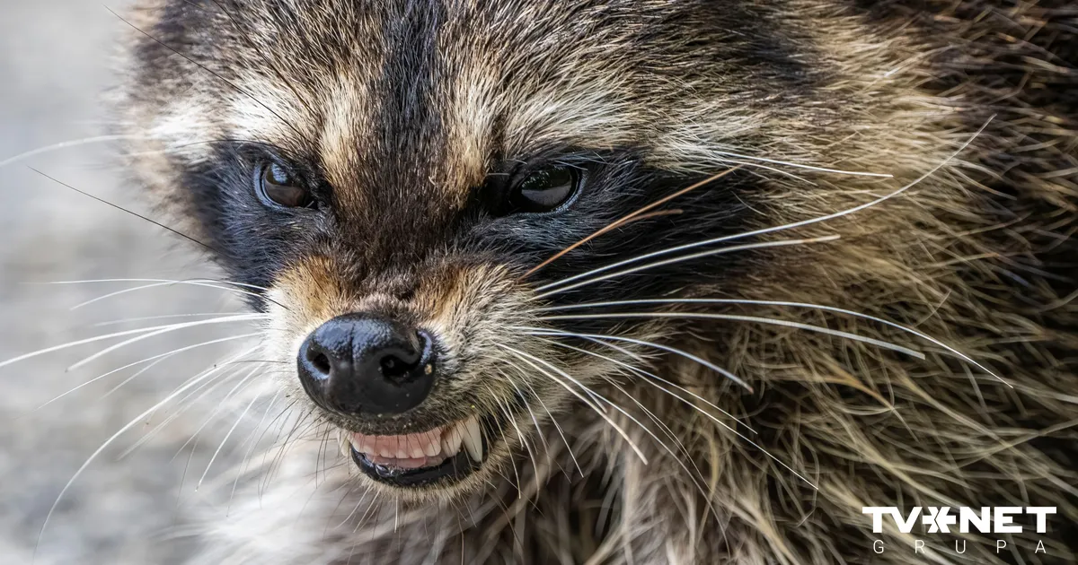 Nomedīts aprīlī Latgalē novērotais jenots