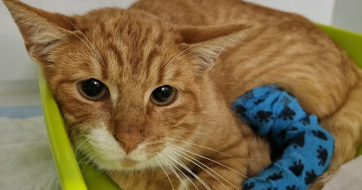 Haige käpaga tänavakassi piinas lahtine luumurd