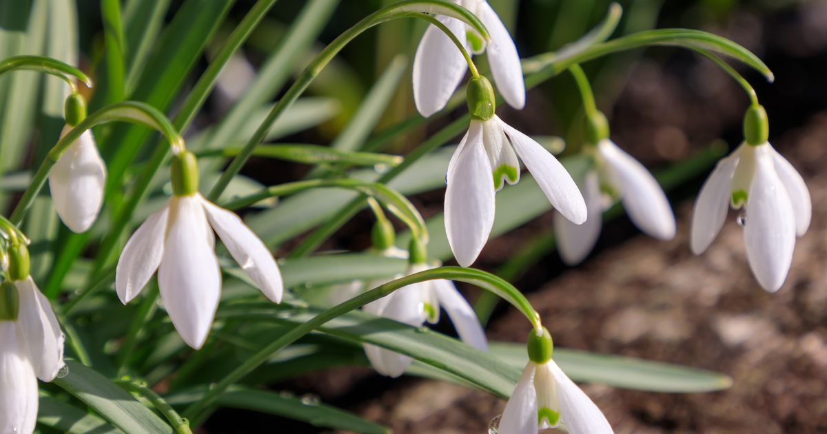 Kevad tuleb, valmis olla, start! Kuid millal?