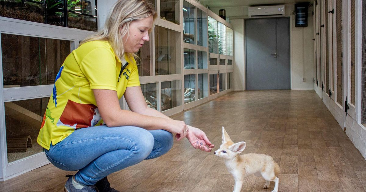 GALERII JA VIDEO Hummuli loomaaed teeb nunnumeetri katki
