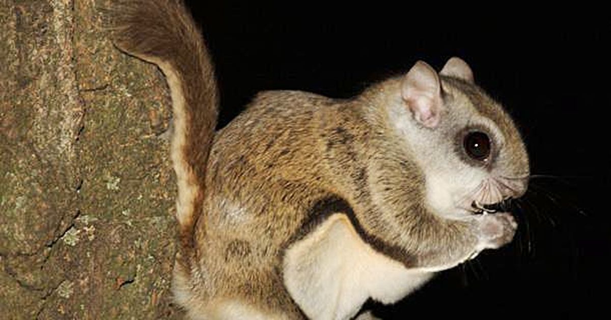 ERR.ee: metsaraie ähvardab lendoravaid