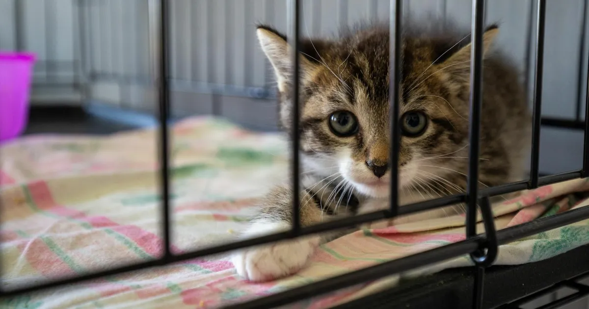 HEATEGEVUS Koduta loomade abistamiseks antakse välja kalender, mille ...