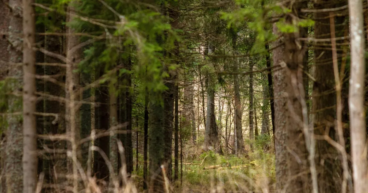 RICHARD TOMINGAS Uus karuputk või ameerika naarits. Kavandatav seadus ...