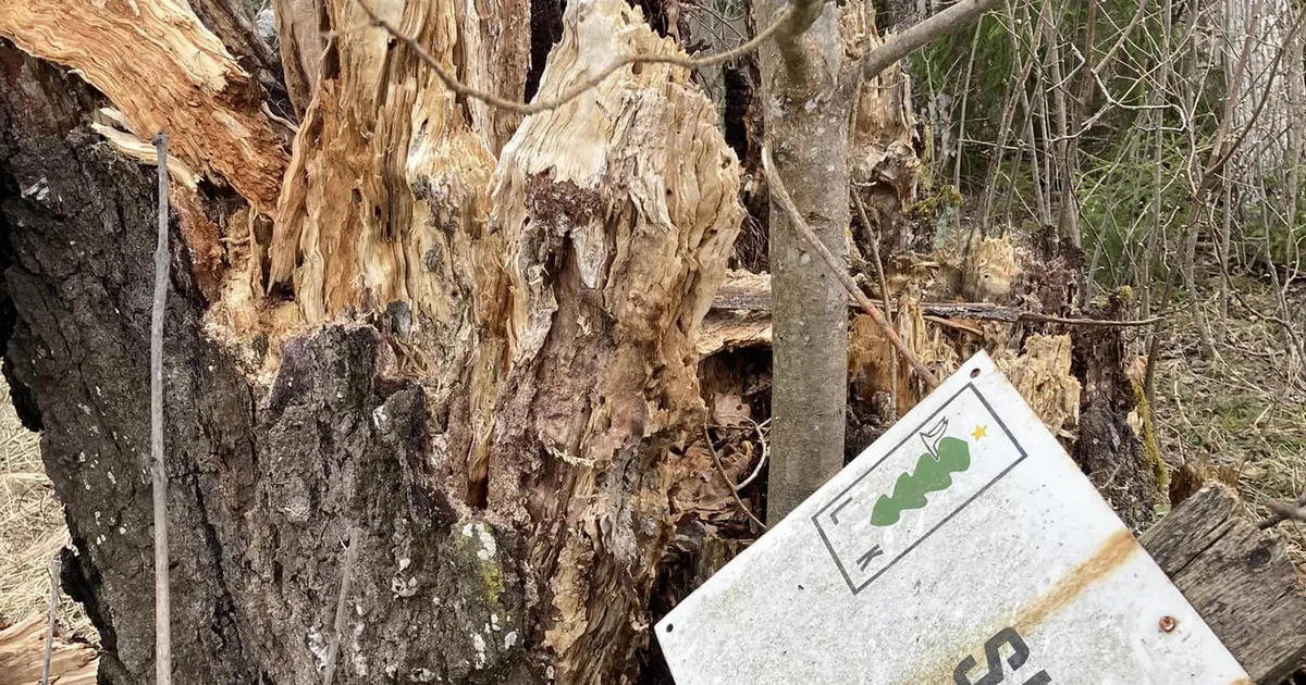 Eesti vanim ja jämedaim arukask hääbus