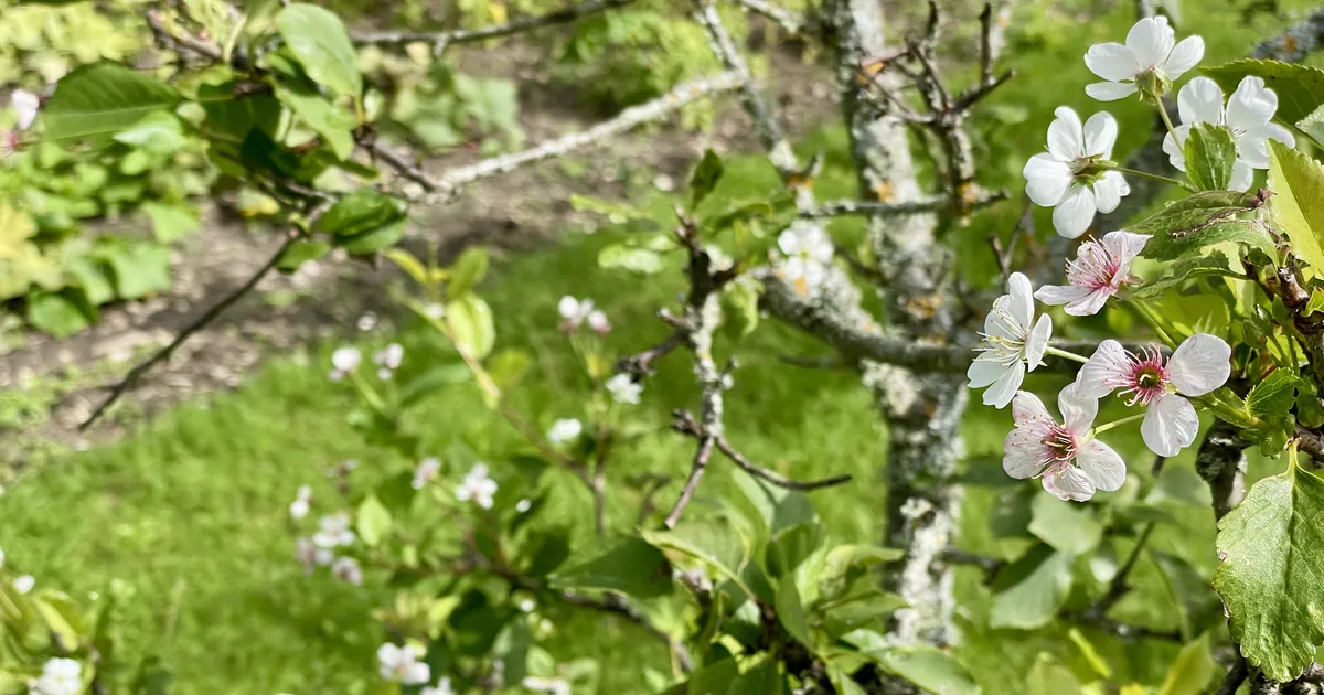 PÄEVAPILT Uus normaalsus e. murelid õitsevad aug.-sept. teist korda