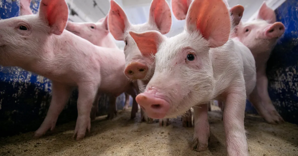 116 pigs killed due to ASF on farm in Southeast Estonia