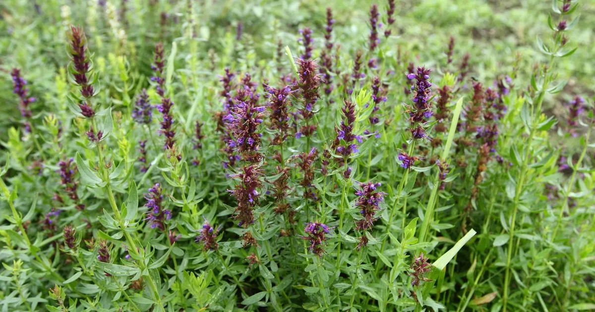 Iisop on hea palavikualandaja