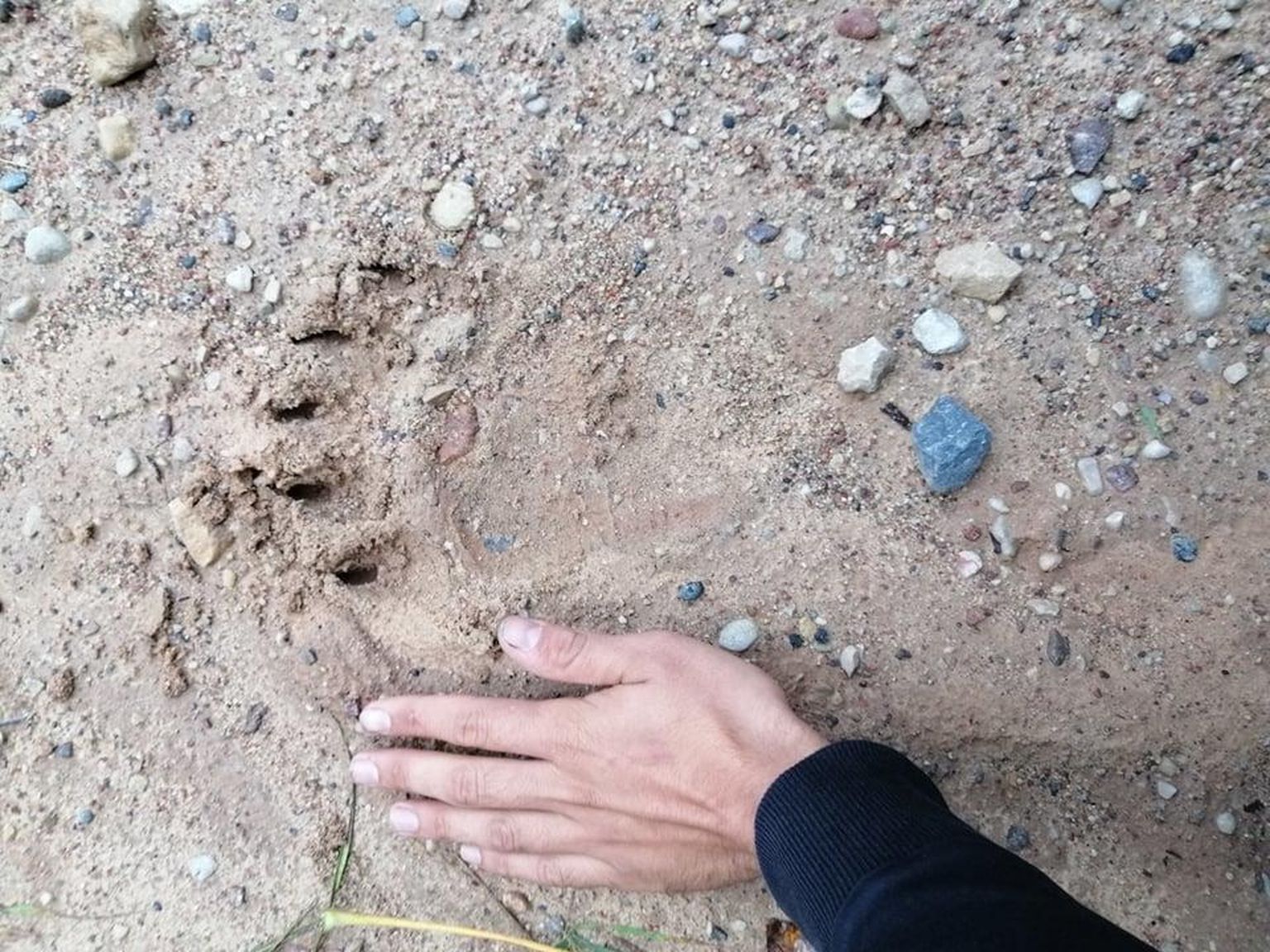 Karud rüüstavad Räpina mail viljapuid ja mesitarusid