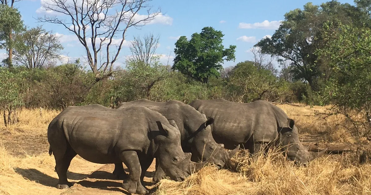 Ants Viermann käis Aafrikas telgis magamas