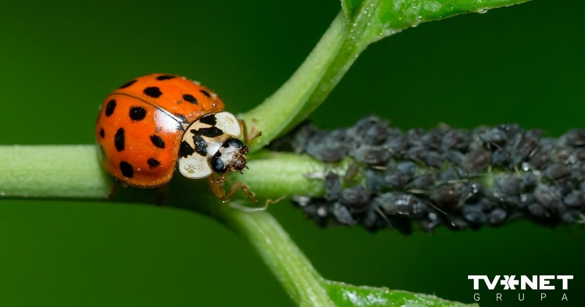 2023. gada kukainis - daudzveidīgā mārīte