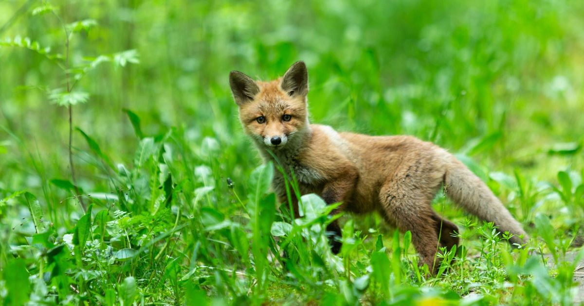 Algav pesitsusrahu laseb metsaelanikel tited rahus üles kasvatada