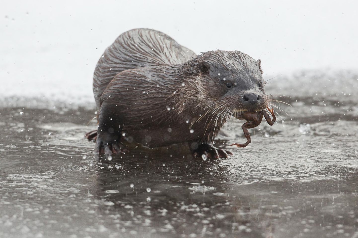 Saarmas –2024. aasta loom