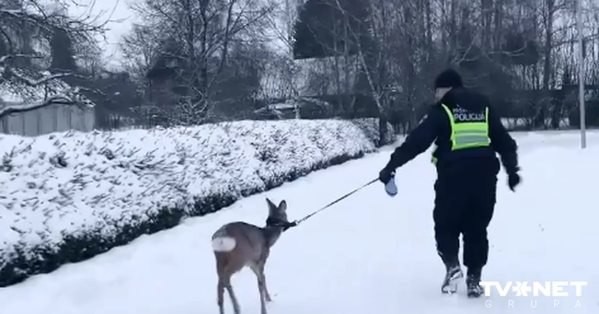 VIDEO Pašvaldības policists palīdz "bembija misijā"