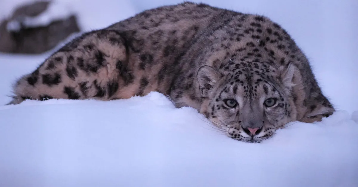 NÄDALA LOOMAAED Lumeleopardipoiss pelgab teiste silme ees pruudiga ...