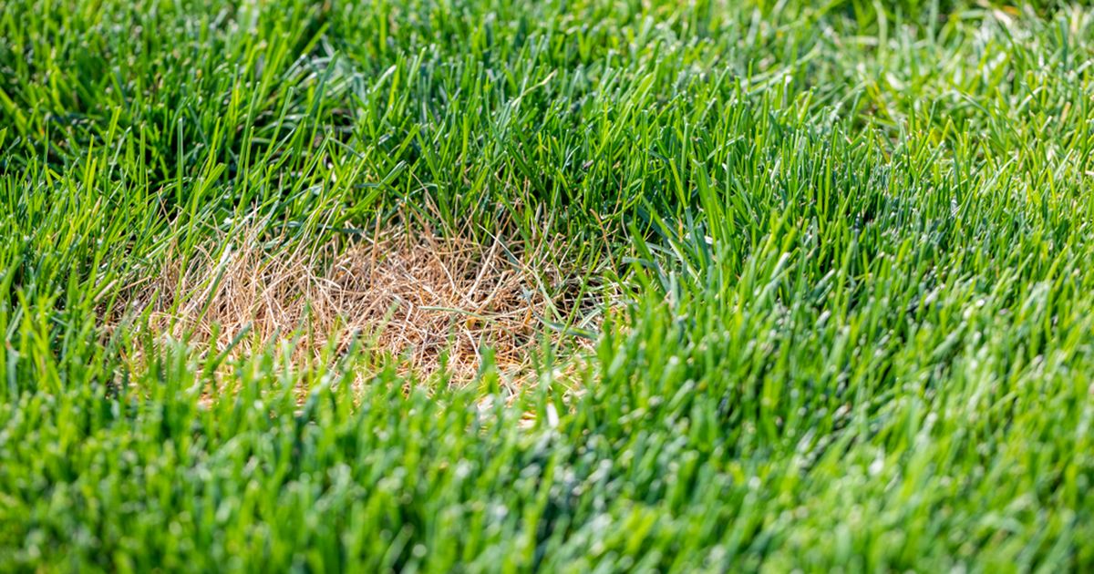 Kas murulapil on koledad surnud laigud? Ilmselt on süüdlane just see ...