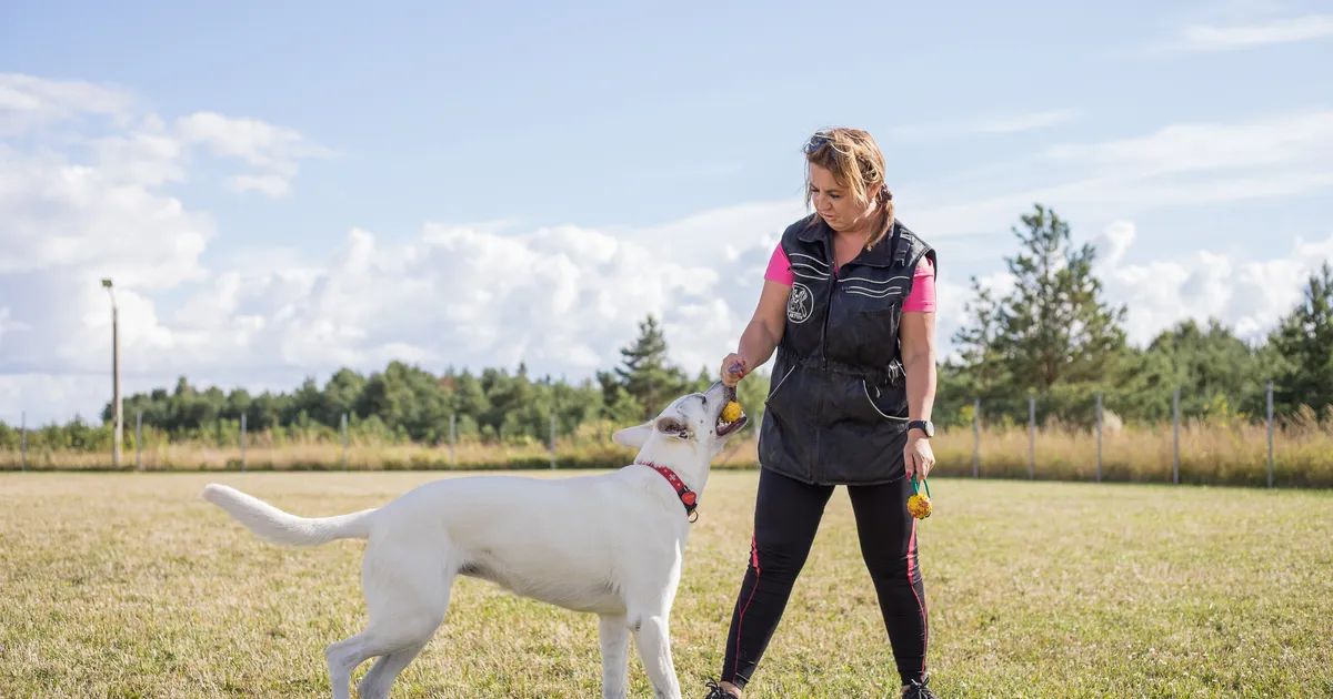 HOBI Koera õpetades saab omanik selle, mida kinnistab, mitte selle ...