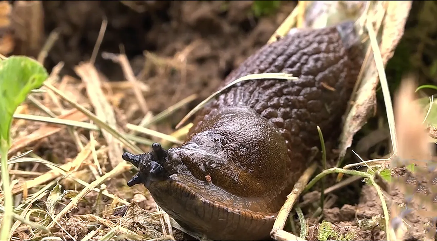 VIDEO Lietainajā laikā strauji vairojas Spānijas kailgliemeži. Pilnībā ...