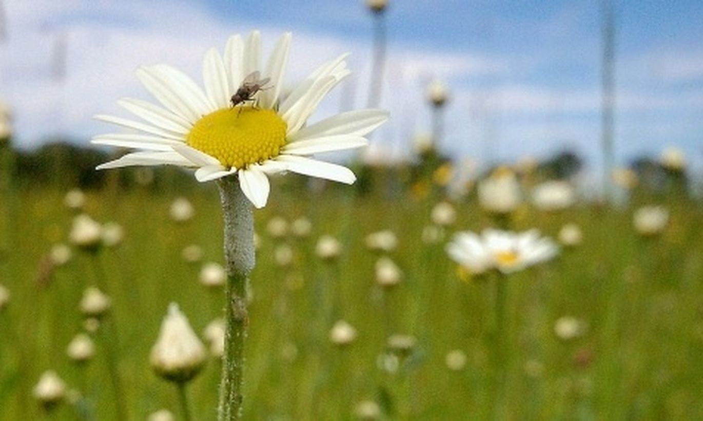 Ziedu pļava veselībai - Skaistums - Egoiste - TVNET