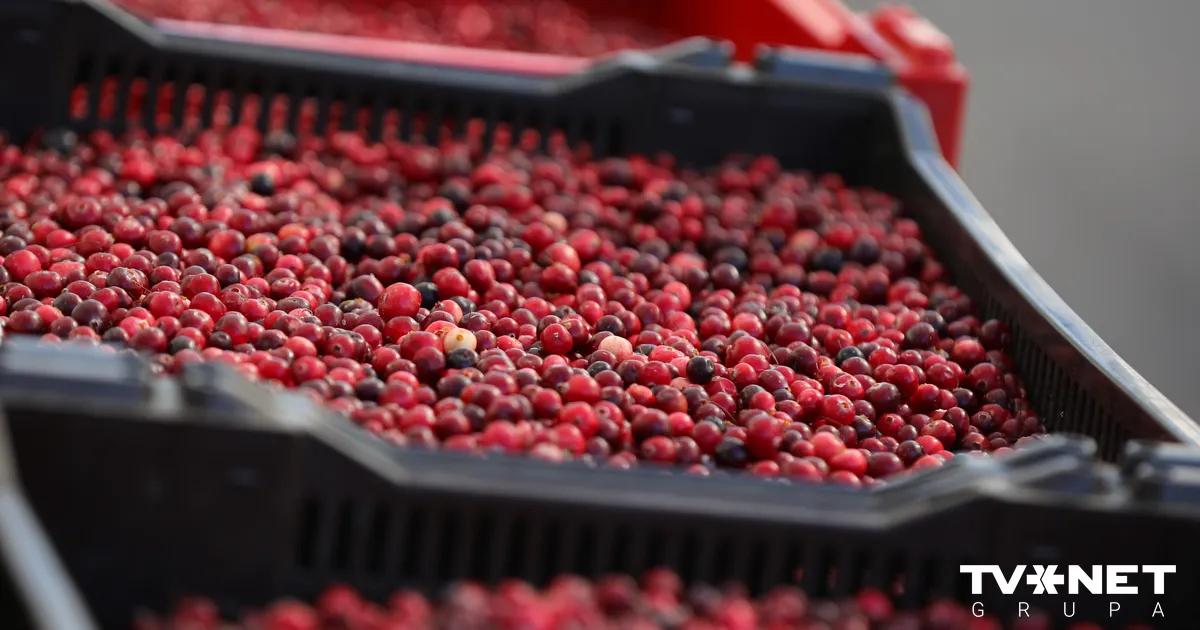 Bēdu ieleja vai rekordraža? Dzērveņu sezona audzētāju skatījumā