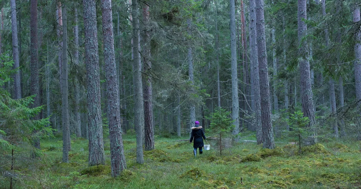 KÜSITLUS Mida teete, et metsas mitte ära eksida?