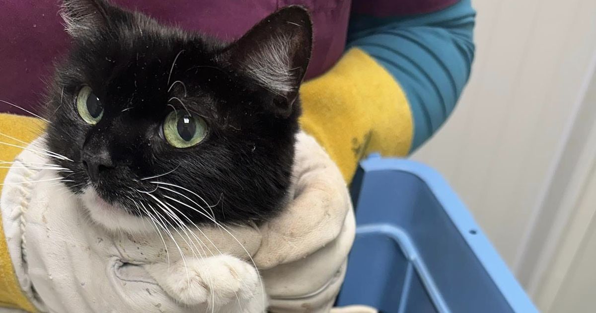 Paisunud kassi kõhust leiti midagi šokeerivat: võimatu on sellist piina ...