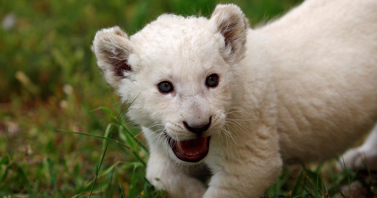 Galerii: Küprosel nägi ilmavalgust valge lõvi