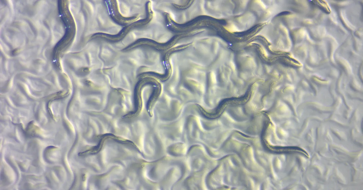 VIDEO Teadlased lõid valgusfooriga kaugjuhitavad ussid