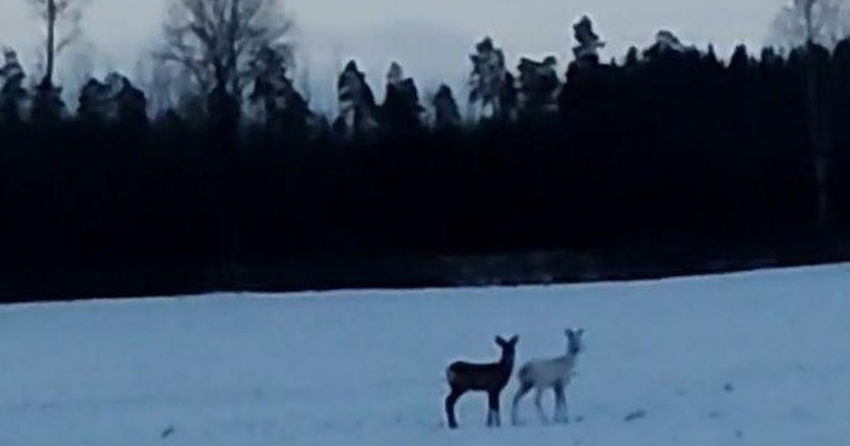 VIDEO Jahimees märkas Valgamaal valget metskitse