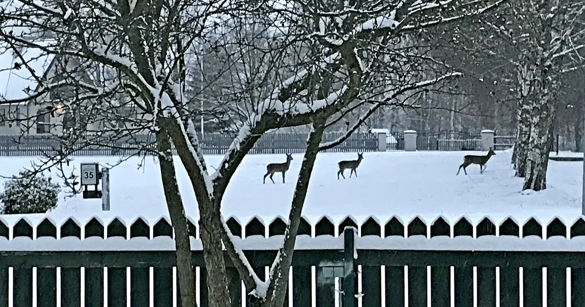 Sünoptik: talv on tulnud, et jääda ja tasapisi süveneda