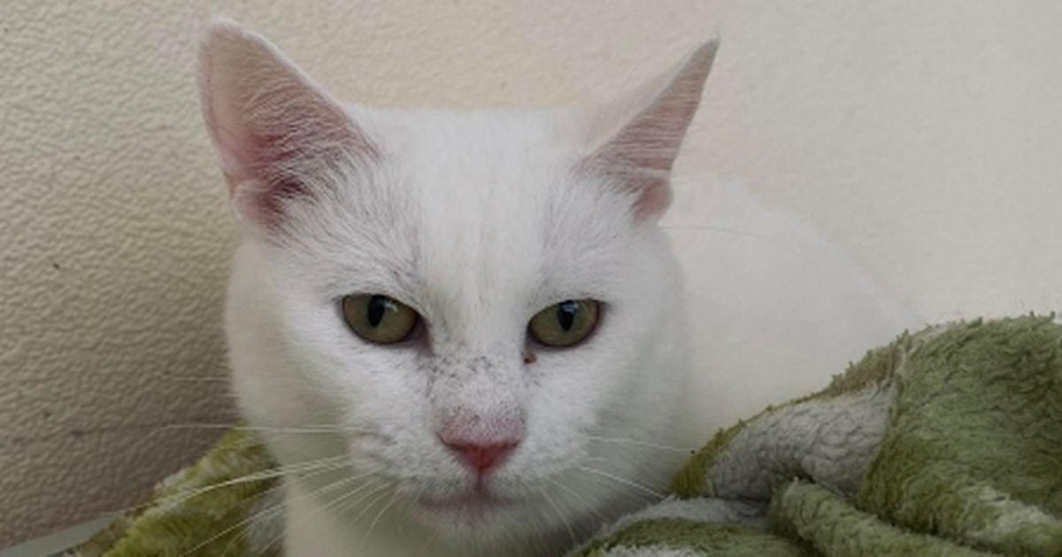 PÄEVAKÄPP Väljast valge kui lumi, seest soe kui suvi