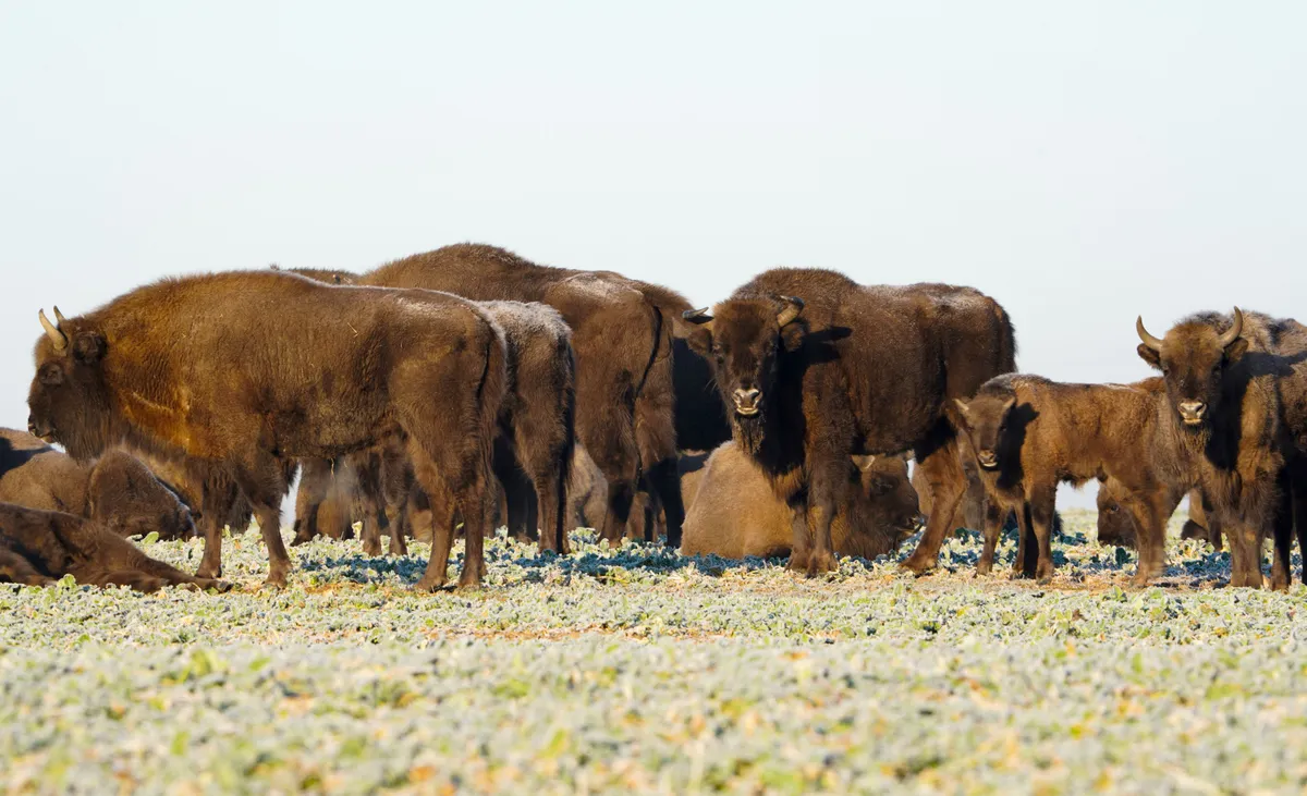 FOTOD Eesti zooloogi kaamera ette jäi üliharuldane loom: see on ...