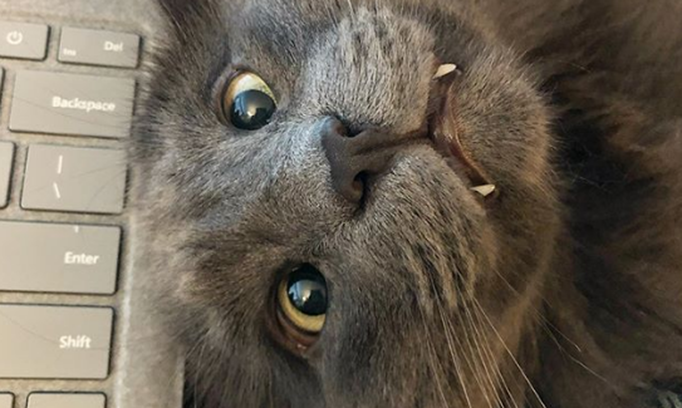 Runcis ar savu kuriozo purniņu laupa sirdis tūkstošiem cilvēku un ...