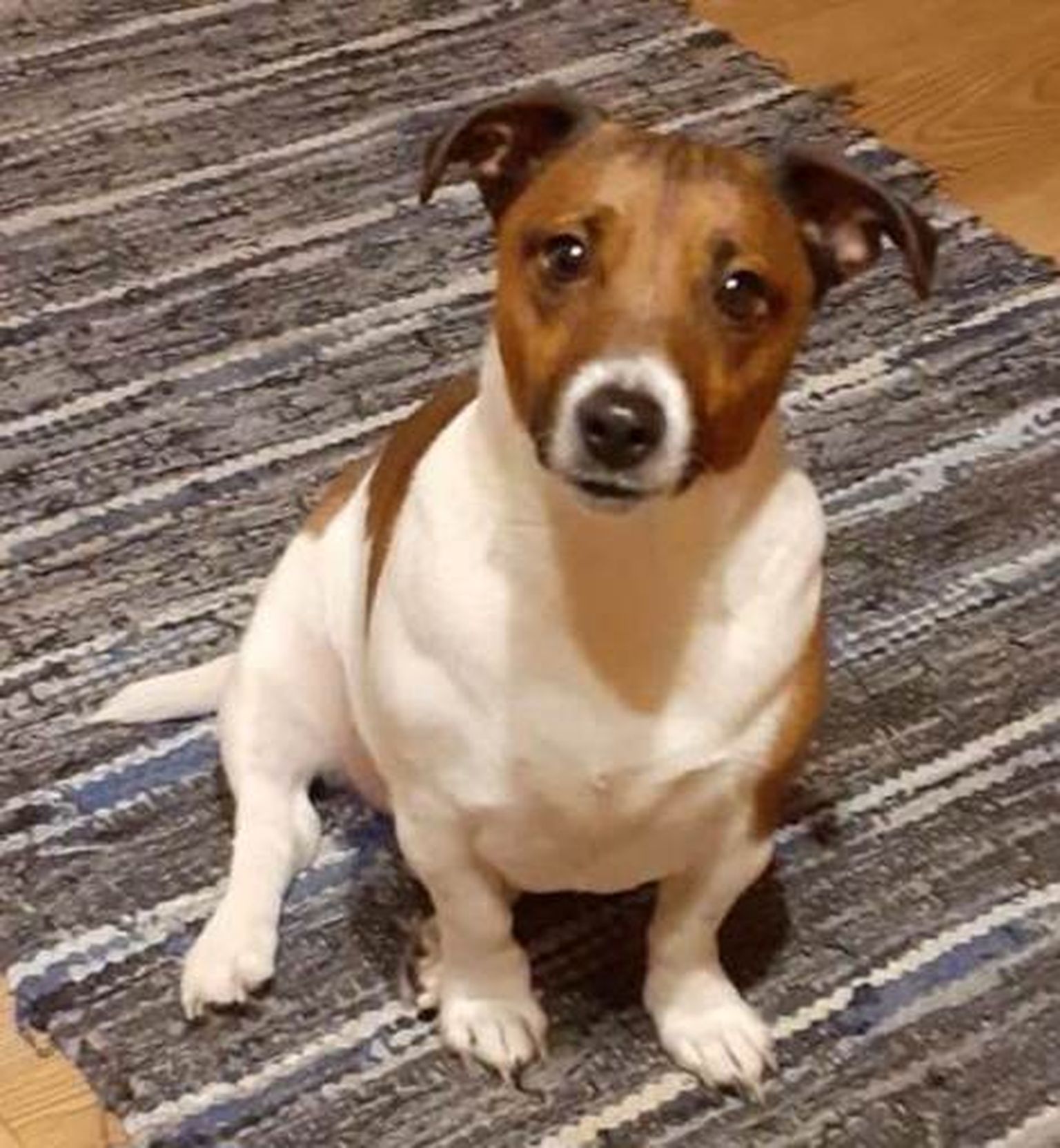 Hundi saagiks langenud koera omanik: meie kutsa kompenseerib riik