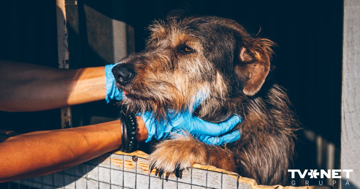 Jēkabpils dzīvnieku patversme lūdz palīdzību evakuēto suņu un kaķu ...