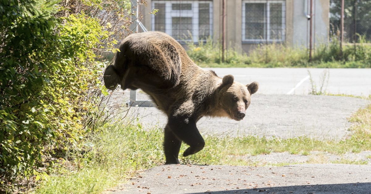 Pildid: Rumeenias tappis karu kitse, murdis koolimaja territooriumile ...