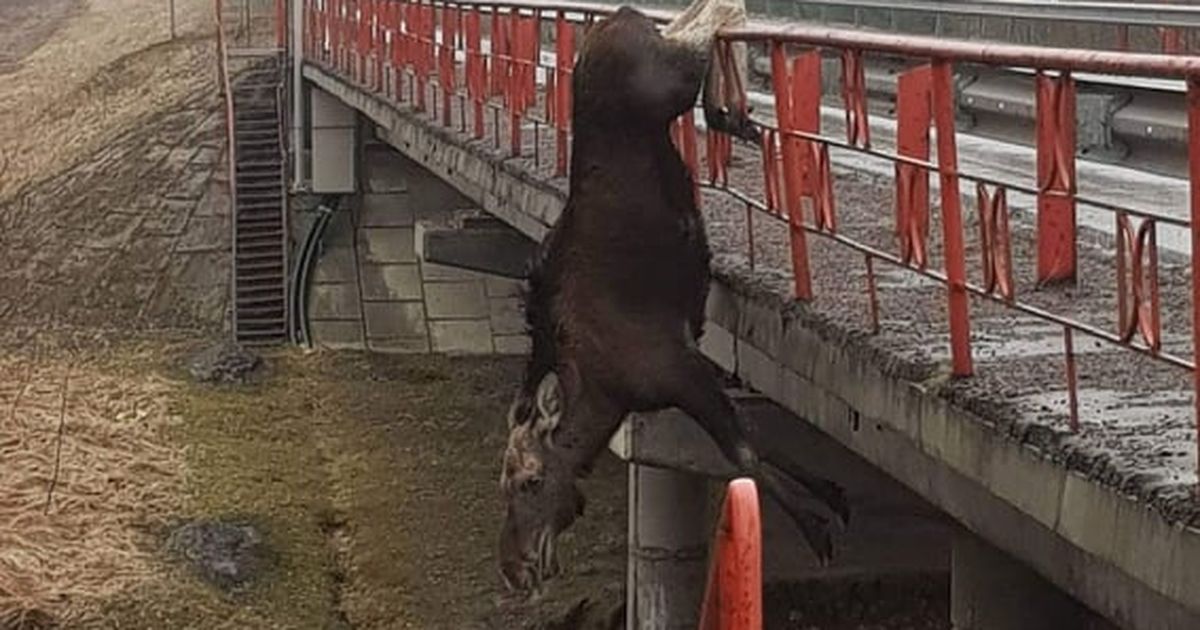 Foto: põder rippus jalgupidi Audru sillal