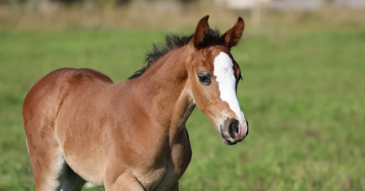 Luunjas sündis Eesti esimene katseklaasis tehtud ja siiratud varss